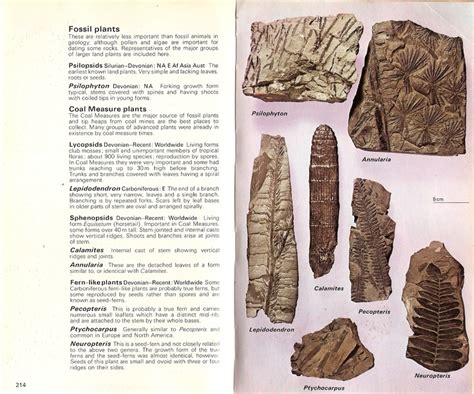 Fossil Plants From Minerals {hamlyn} Fossil Geology Modelling