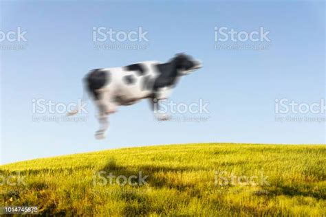 Sapi Terbang Foto Stok Unduh Gambar Sekarang Alam Awan Langit