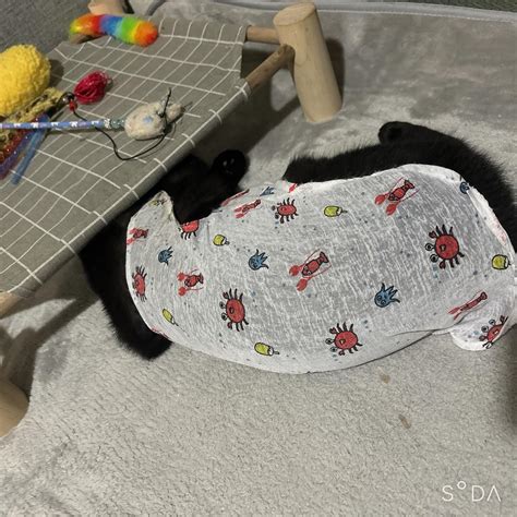 頭突っ込んで寝るスタイル🐈‍⬛⸝⋆💤💭 おやすみﾆｬ 。 ω Zzz