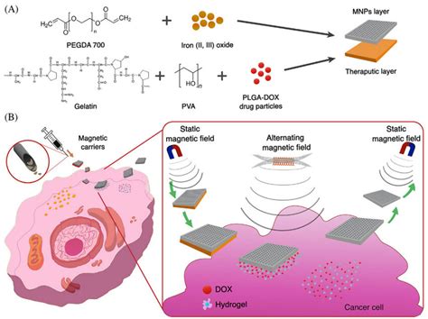 A Bilayer Magnetic Drug Delivery Vehicle Is Composed Of Magnetic