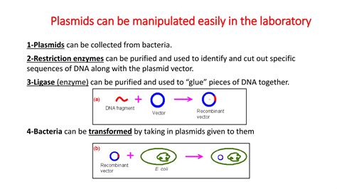 Plasmid Genetic Engineeringpptx