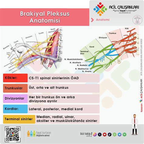 Brakiyal Pleksus Yaralanması Acil Çalışanları