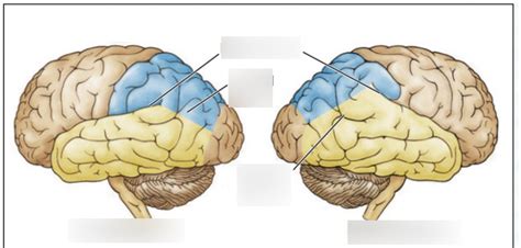 CEREBRAL ASYMMETRY Diagram Quizlet