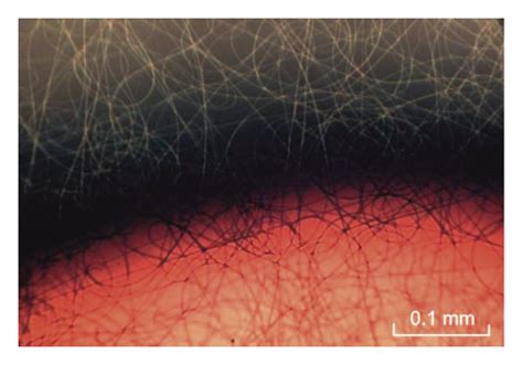 Nanofiber Matrices On The Si SiO Substrate With Deposited Au Contacts Download Scientific