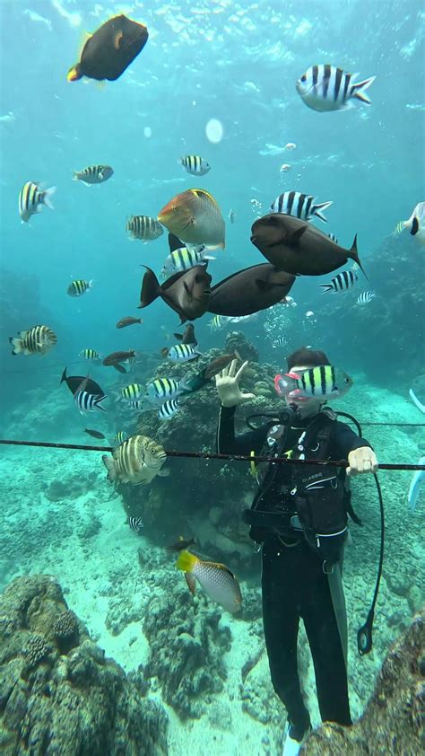 Serene Underwater Scene With Graceful Stingray Free Stock Video Footage