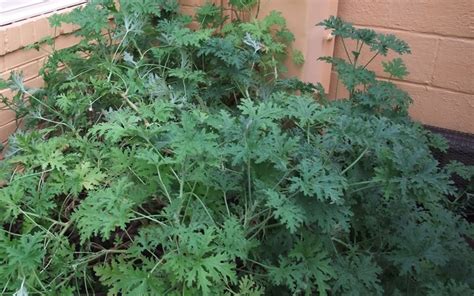 Citronella Geranium