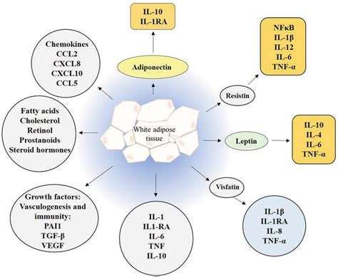 Adipose Tissue And Inflammation Intechopen