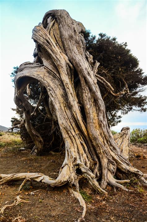 Premium Photo Gnarled Juniper Tree Shaped By The Wind