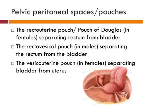 Ppt Fascia Of The Abdomen Powerpoint Presentation Id 1978915