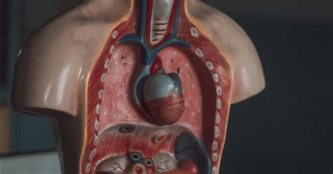 Enteritis Causes Symptoms And Treatment