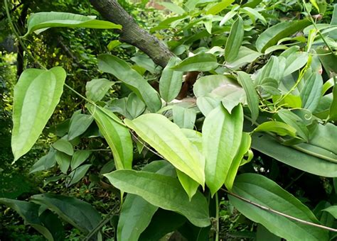 茯苓叶子茯苓树图片第6页大山谷图库