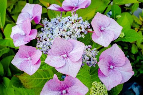 Hydrangea Macrophylla Cultivation And Care Plantura