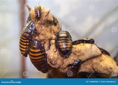 A Lot Of Cockroaches Are Sitting On A White Wooden Shelf The German