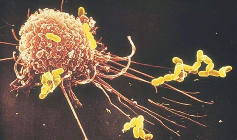 Markers Of Tumor Associated Macrophages Adc Technologies