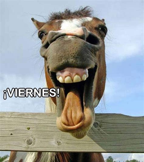 Feliz Viernes imágenes divertidas para WhatsApp 1