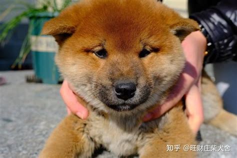 什么才是日本豆柴日本豆柴证书到底长什么样子 知乎