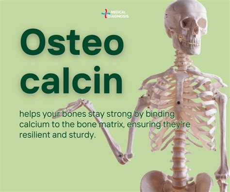 Osteocalcin Bonehealth Metabolism Insulinregulation Boneformation Osteoporosis