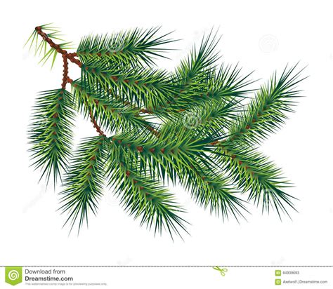 Green Pine Fir Tree Branch Isolated On White Vector Stock Vector Illustration Of Branch