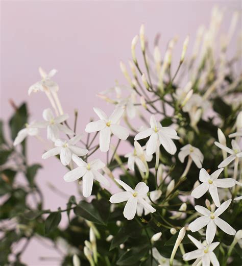 Jasmine Flower Plant