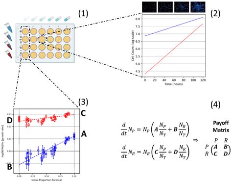 Experimentally Derived Subclonal Interactions An Evolutionary Game