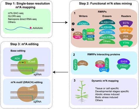 Strategies For Rna M6a Modification Application In Crop Improvement Pmc