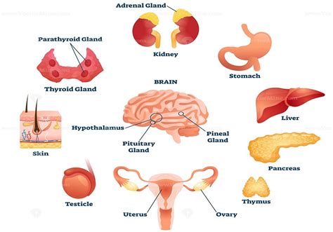 بیماری های غدد تجهیزات پزشکی طلوع تصویر امید