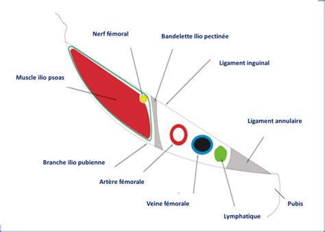 Trigone Fémoral — Plaiexpertise Base De Connaissances