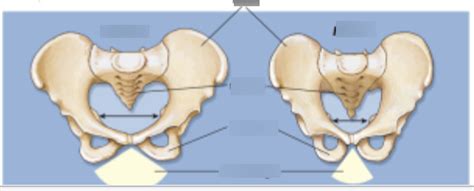 Anatomy Exam 2 Pubic Area Diagram Diagram Quizlet