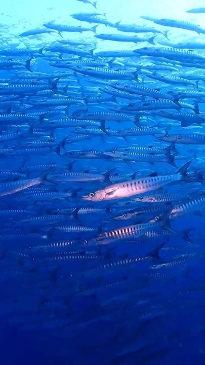 Schooling Barracuda Sipadan Sabah Scubadiving Youtube