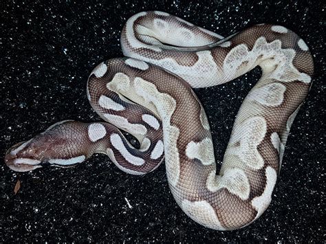 Axanthic Calico Ball Python