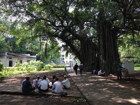 The Mighty Banyan Tree