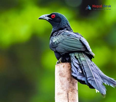 Asian Koel Vocal Virtuosity And Avian Intrigue Nepal Desk
