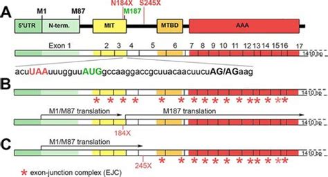 Truncating Mutations Of Spast Associated With Hereditary Spastic Paraplegia Indicate Greater