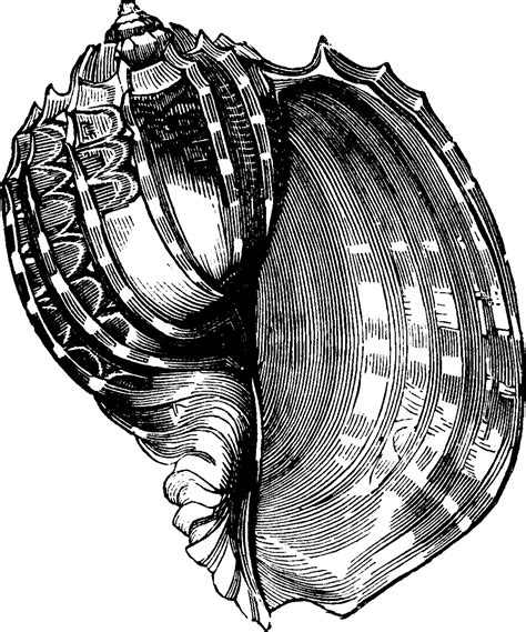 Harp Shell Vintage Illustration 13686206 Vector Art At Vecteezy