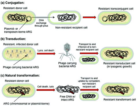Unit 4 Cell Cycle