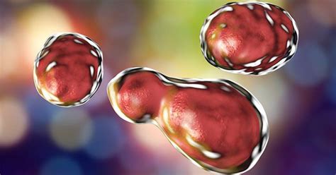 Us Residents Contract Fungal Meningitis Post Procedure In Mexico Cdc