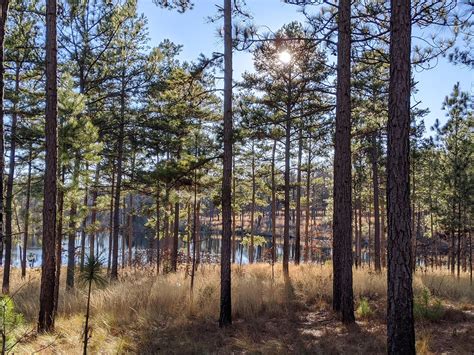 Longleaf Pine Ecosystems Are Focus Of October Sandhills Field Trip North Carolina Native Plant