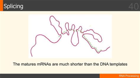 5rna Processingpptx