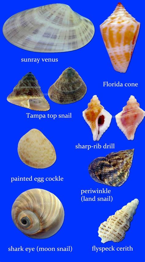 Large Shell Types At Sheila Cline Blog