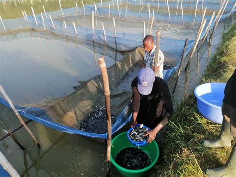 Backyard Catfish Farming