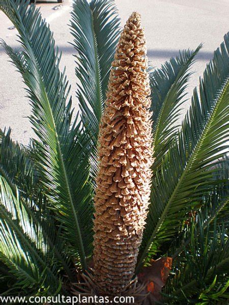 Cycas Revoluta Cica O Palma De Sagú Cuidados