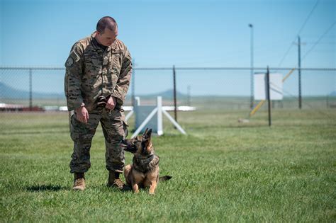 K 9s Conquer Obstacle Course Bitework Training Malmstrom Air Force