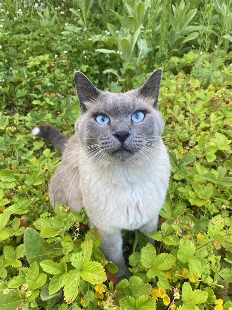OGAWA Tadashi on Twitter RT myumyulovemyu これは小さな実を一生懸命収穫している飼い主の顔を
