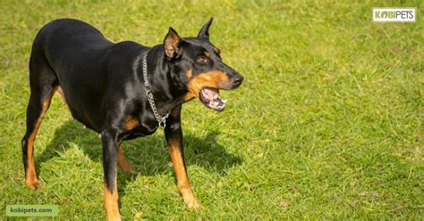 Understanding Canine Body Language Kobi Pets