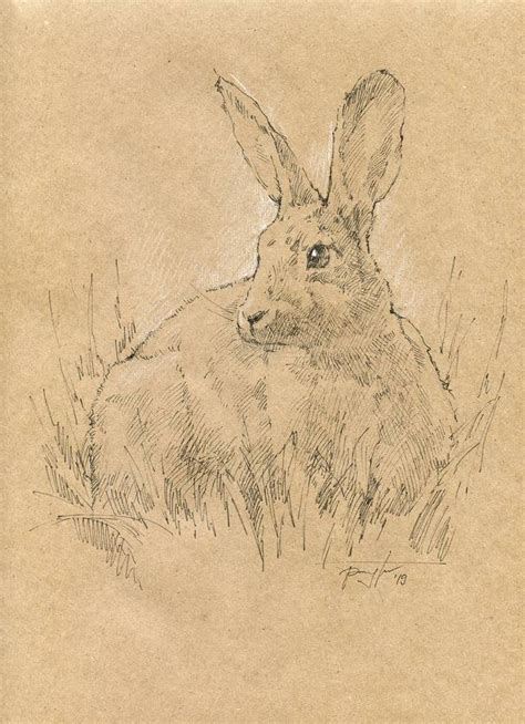 Rabbit In The Grass Drawing By Vera Bondare Saatchi Art Grass