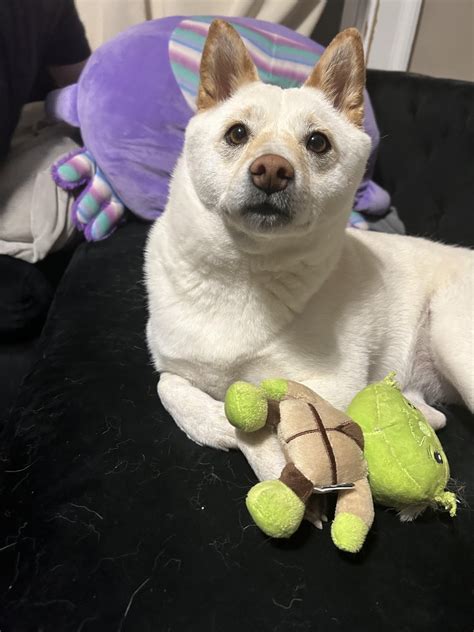 Sudden Aggression Towards Other Dogs Rshiba