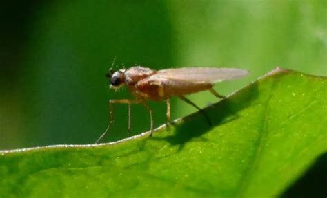 32 Types Of Bugs In Florida With Pictures And Identification