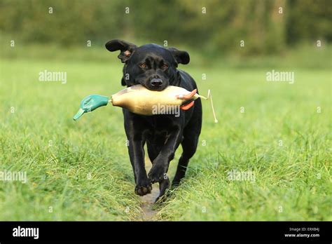 Retrieving Labrador Retriever Stock Photo Alamy
