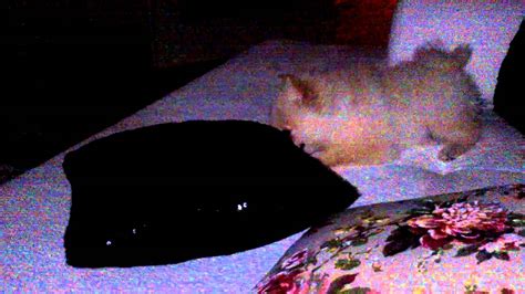 Abaza Bobo Sex Youtube