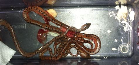 Chilabothrus Exsul West Indian Boas